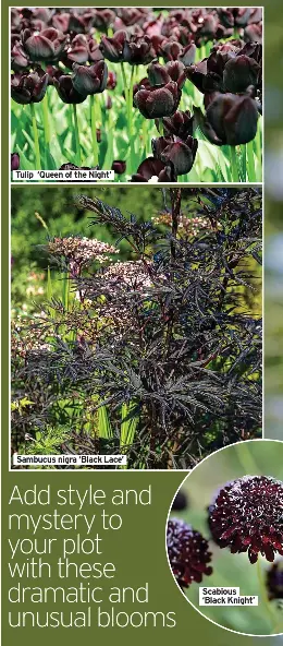 Add style and mystery to your plot with these dramatic and unusual ...