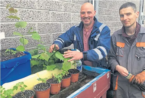 Ancient Shetland trees brought back to life - PressReader