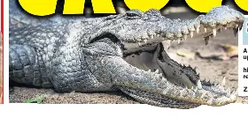 WORLD CREME EGG-UP-BUM CHAMPION EATEN BY CROCODILE - PressReader