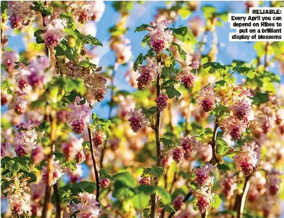 Currant affairs - PressReader