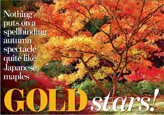 GOLD stars! - PressReader