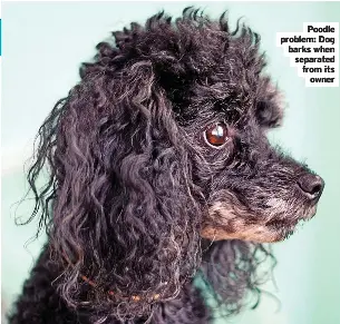 Daughter’s poodle can’t be left alone - PressReader
