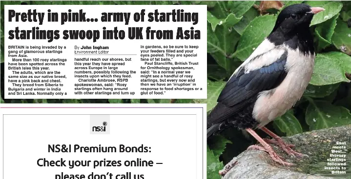Pretty in pink... army of startling starlings swoop into UK from Asia - PressReader