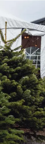 ‘Toch maar weer een boom’: die kerstboom is vanzelfspr­ekend - PressReader