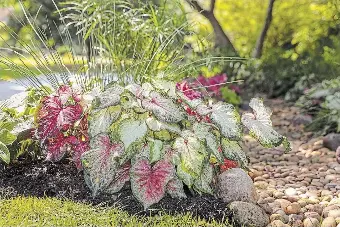 How to paint with FOLIAGE - PressReader