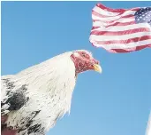 Informe sobre un gallo manilo - PressReader
