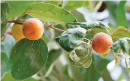 Sidr tree: A common feature in old Kuwaiti neighborho­ods - PressReader