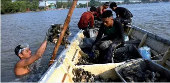 Muar’s oyster divers – brave and dwindling in number - PressReader