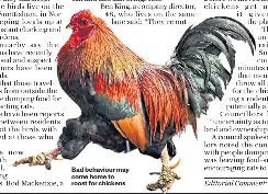 Villagers cry fowl as noise from feral chickens makes lives hell - PressReader