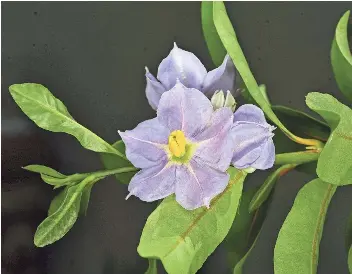 How US spends on endangered species - PressReader