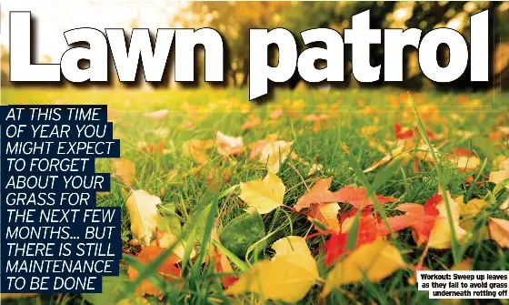 Lawn patrol - PressReader