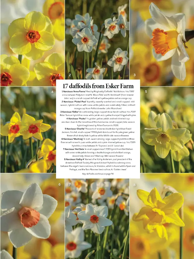 17 daffodils from Esker Farm - PressReader