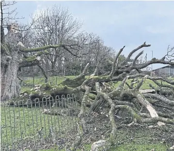 Ancient tree linked to Mary, Queen of Scots ripped apart - PressReader