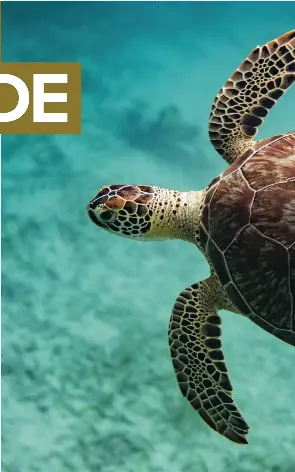 ON THE WILD SIDE - PressReader