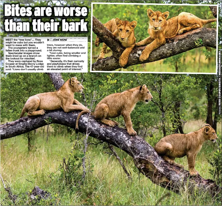 Bites are worse than their bark - PressReader