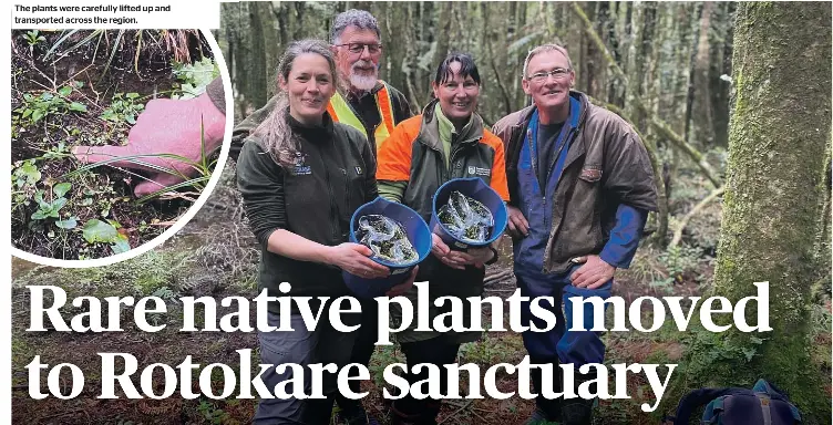Rare native plants moved to Rotokare sanctuary - PressReader