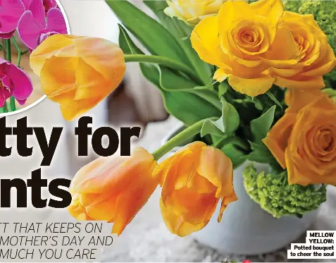 Potty for plants - PressReader