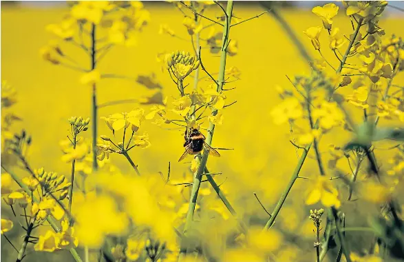 Scotland ‘bucks trend’ on pollinator decline - PressReader