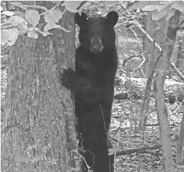 Be aware as bears emerge from winter dormancy - PressReader