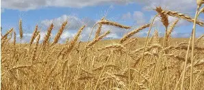 Eeu oue versamelin­g koring kan lei tot beter kultivars - PressReader