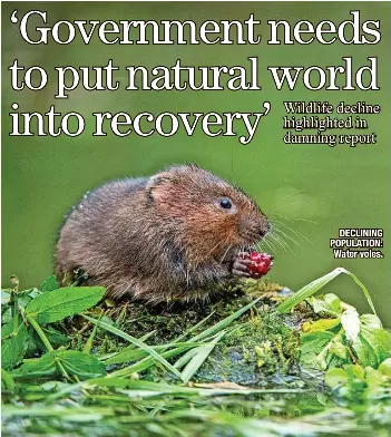 ‘Government needs to put natural world into recovery’ - PressReader