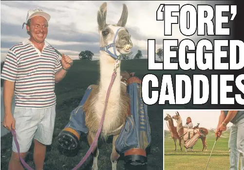 Llamas up to par as NC golfer’s gofers - PressReader