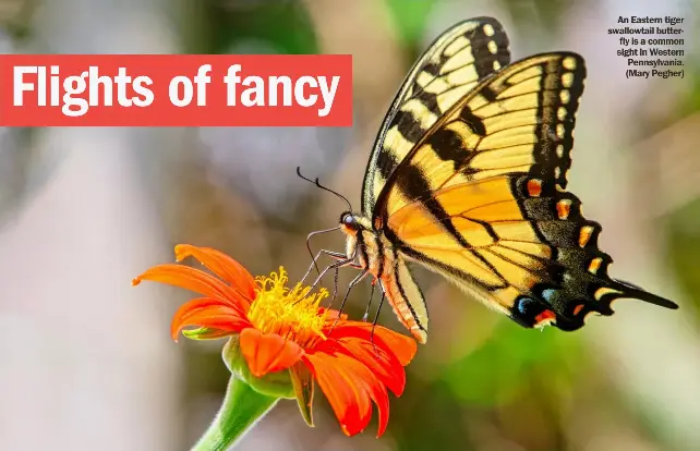 Flights of fancy - PressReader