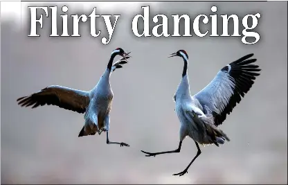 Flirty dancing - PressReader