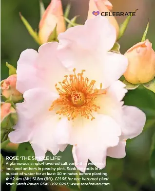 ROSE ‘THE SIMPLE LIFE’ - PressReader