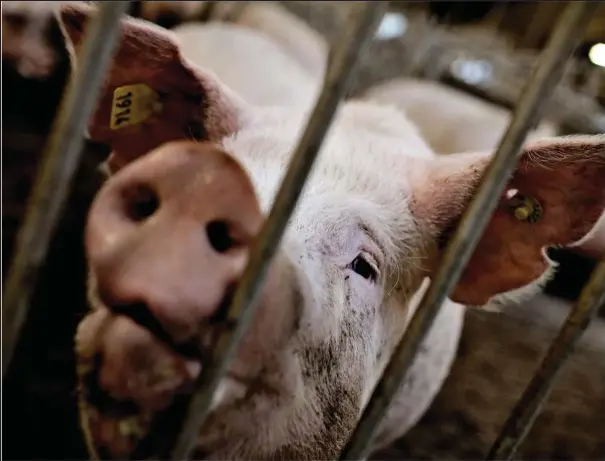 KLIMAET ER DEN HELT STORE TABER - PressReader