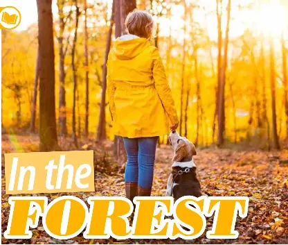 In the FOREST - PressReader