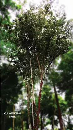 Kulatingan - PressReader