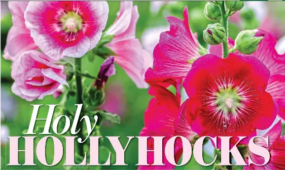 Holy HOLLYHOCKS - PressReader