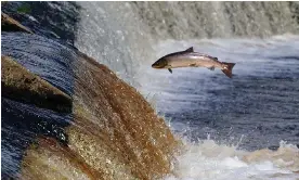 Migratory freshwater fish population­s ‘down by more than 80% since ...