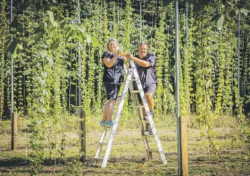 Hope for hops sector despite the downturn, report says - PressReader