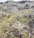 First pukunui chicks of breeding season hatch - PressReader