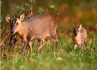 Twins for muntjac - PressReader