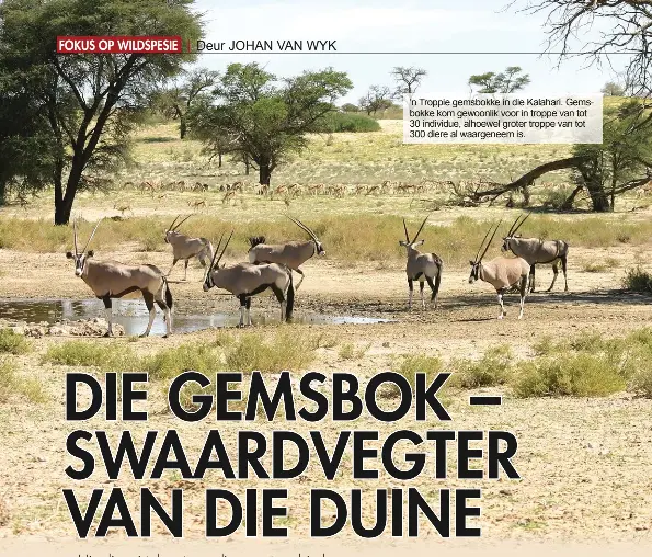 DIE GEMSBOK – SWAARDVEGT­ER VAN DIE DUINE - PressReader