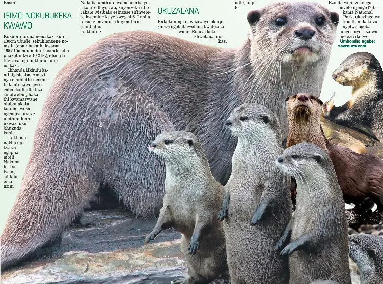 UMTHINI - PressReader