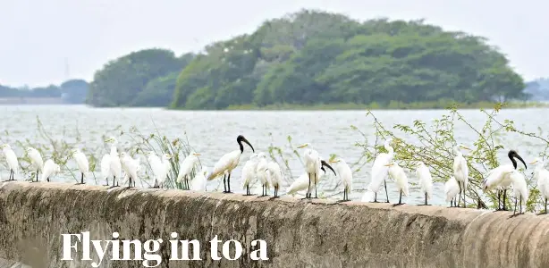 Karaivetti Bird Sanctuary in Ariyalur district, which was recently ...