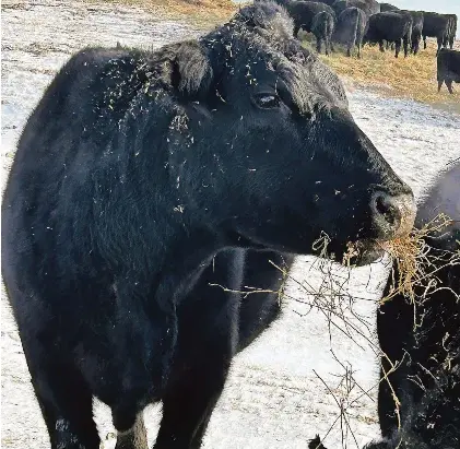 Cold descends on Conrad, right in time for 2026 resolution­s - PressReader