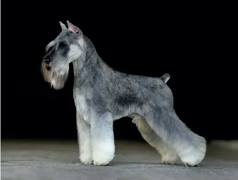 Schnauzer Miniatura - PressReader