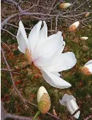 3 things to know about winter weather, tree health - PressReader